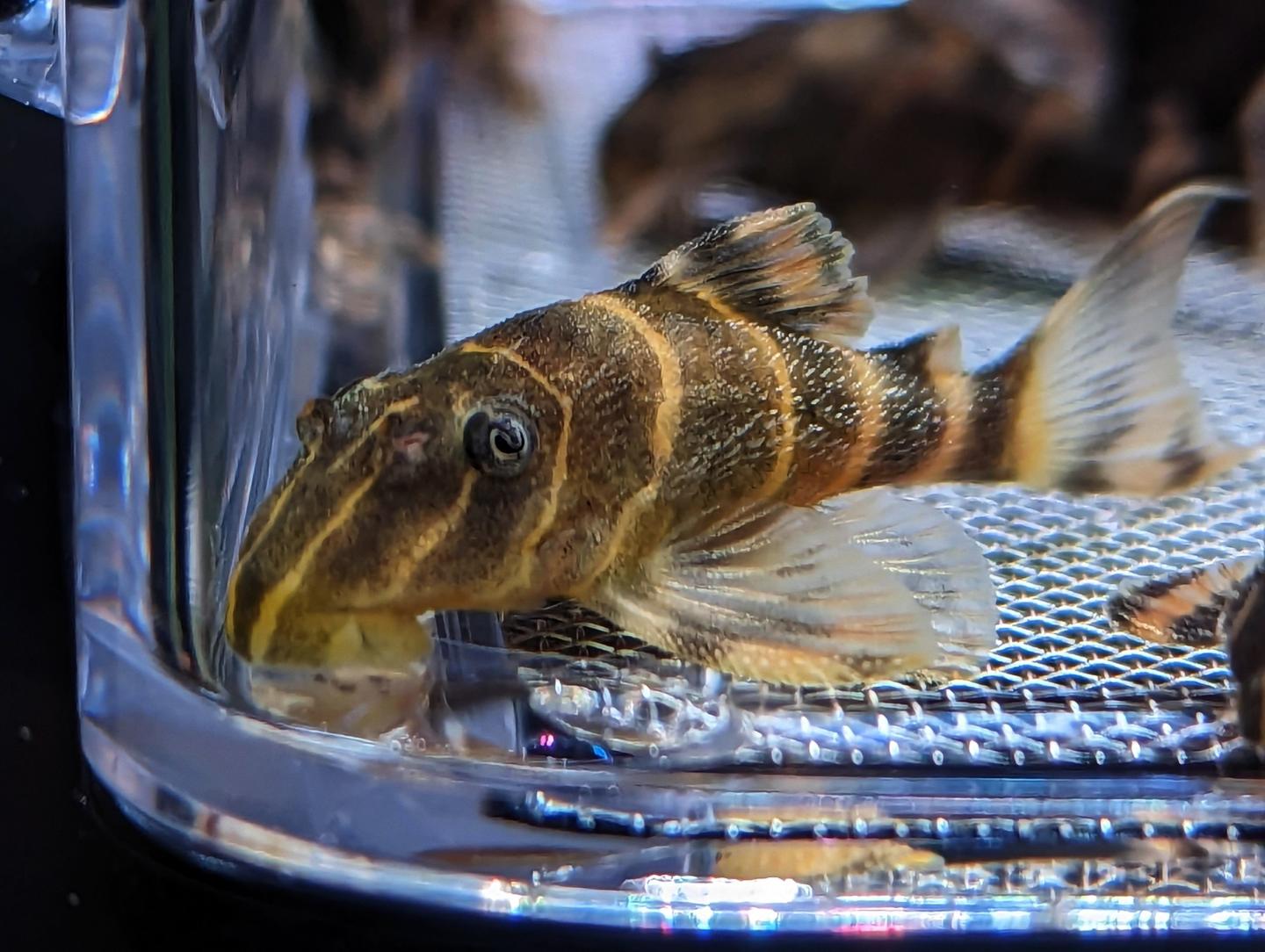 Buy L104 Clown Pleco online in Australia | Point Pleco Aquariums